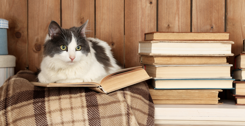 How you can help your cat to live longer | Oasy Pet News