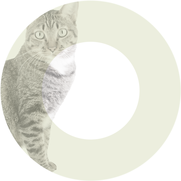 Natural Range Chicken with Pineapple | Oasy - natural wet food for cats
