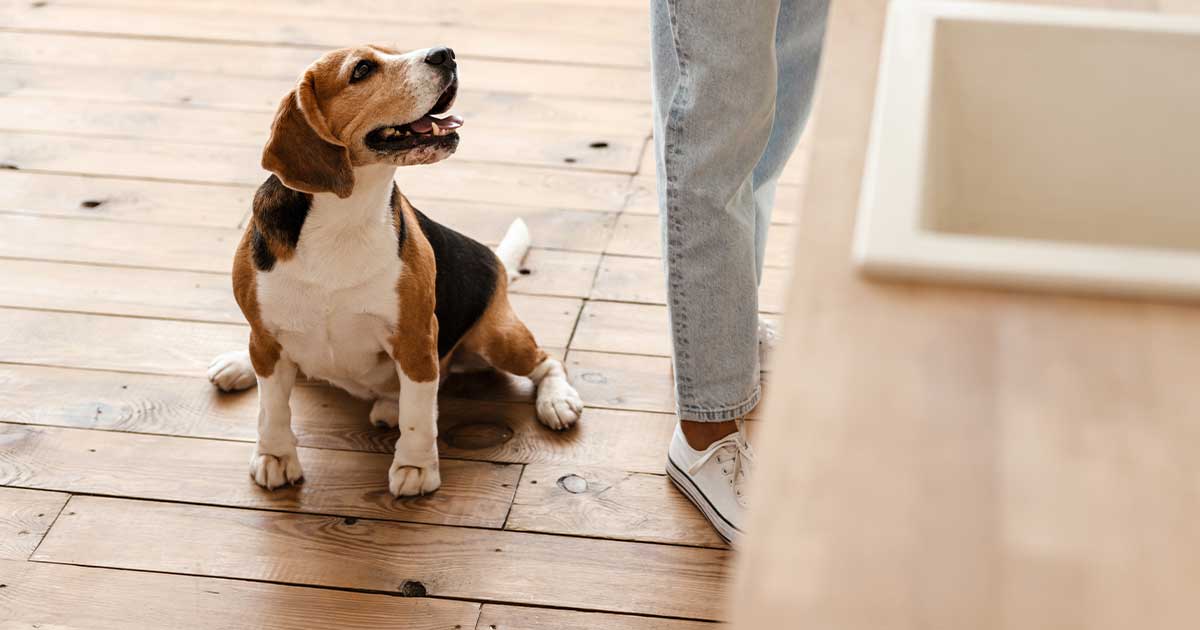 How to educate an adult Dog : three recommended Exercises