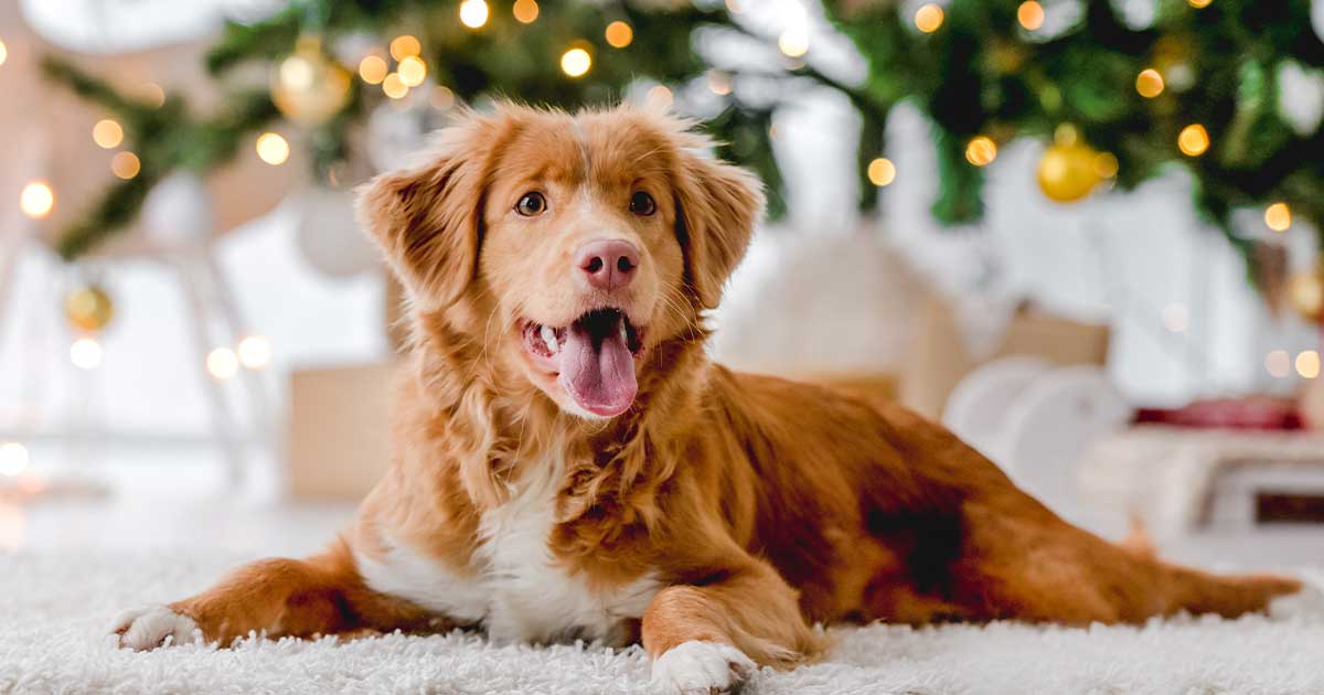 Three Tips for a four- legged Christmas