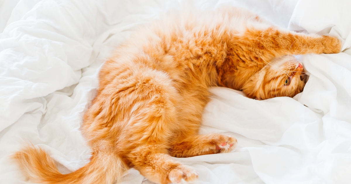 Perché il gatto dorme con noi? 5 motivi da scoprire