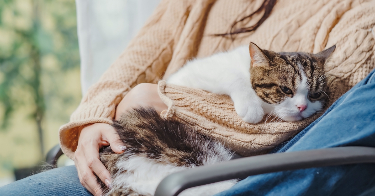 Farsi voler bene dal proprio gatto? Ecco 5 cose da fare (o da evitare)
