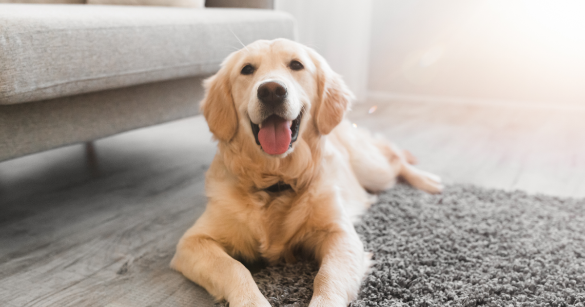 How do dogs see? 4 things to know