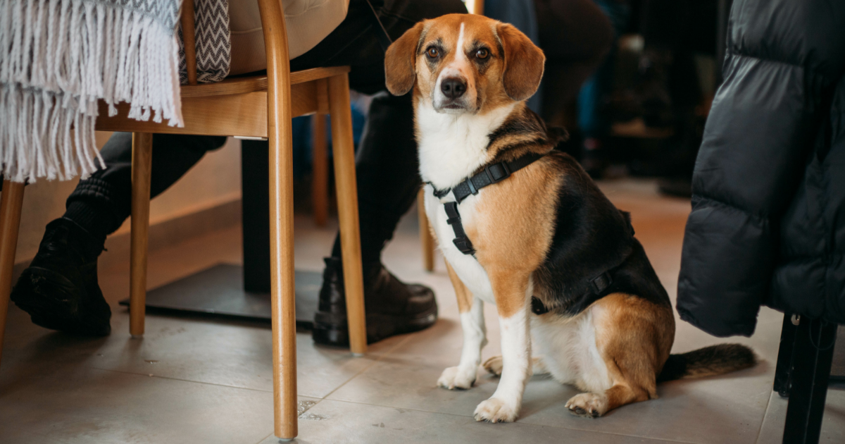 At the restaurant with your dog: the 5 things to know